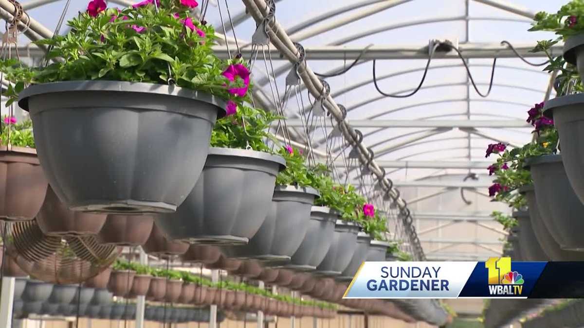 Annuals galore at the Valley View Farms