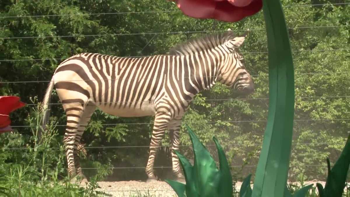 Louisville Zoo, Muhammad Ali Center offer promotions on JCPS days off