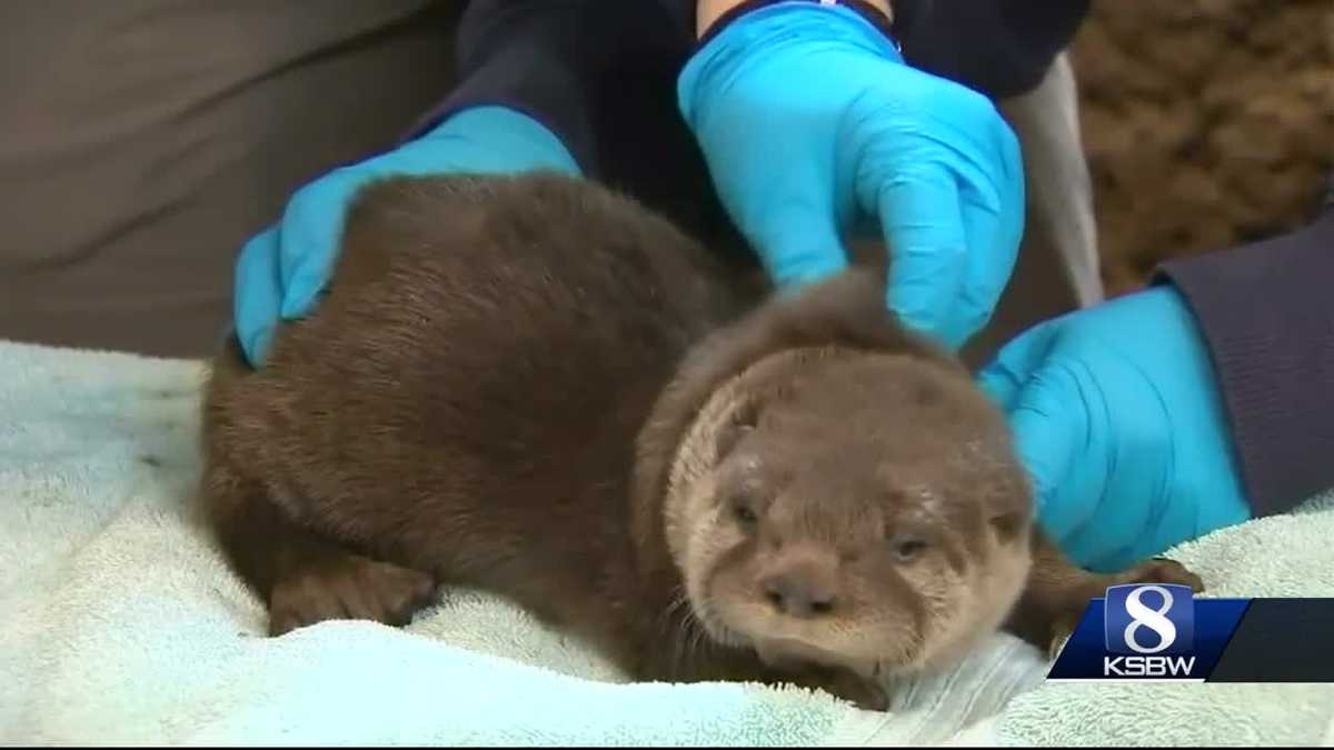Animal Stories with Dan Green: otter pup's