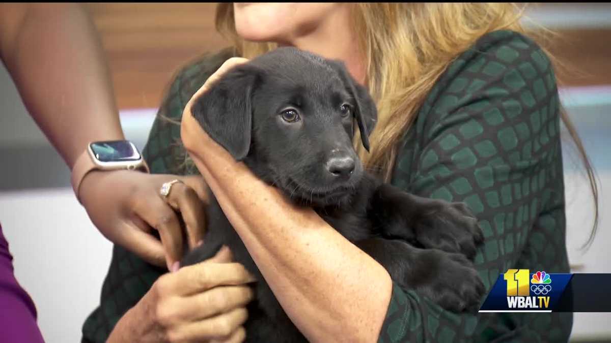 Meet Zoe at Humane Society of Harford County