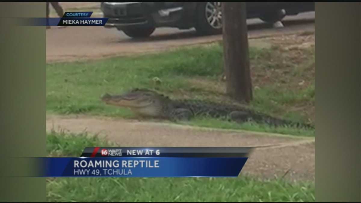 Alligator crosses road in Tchula
