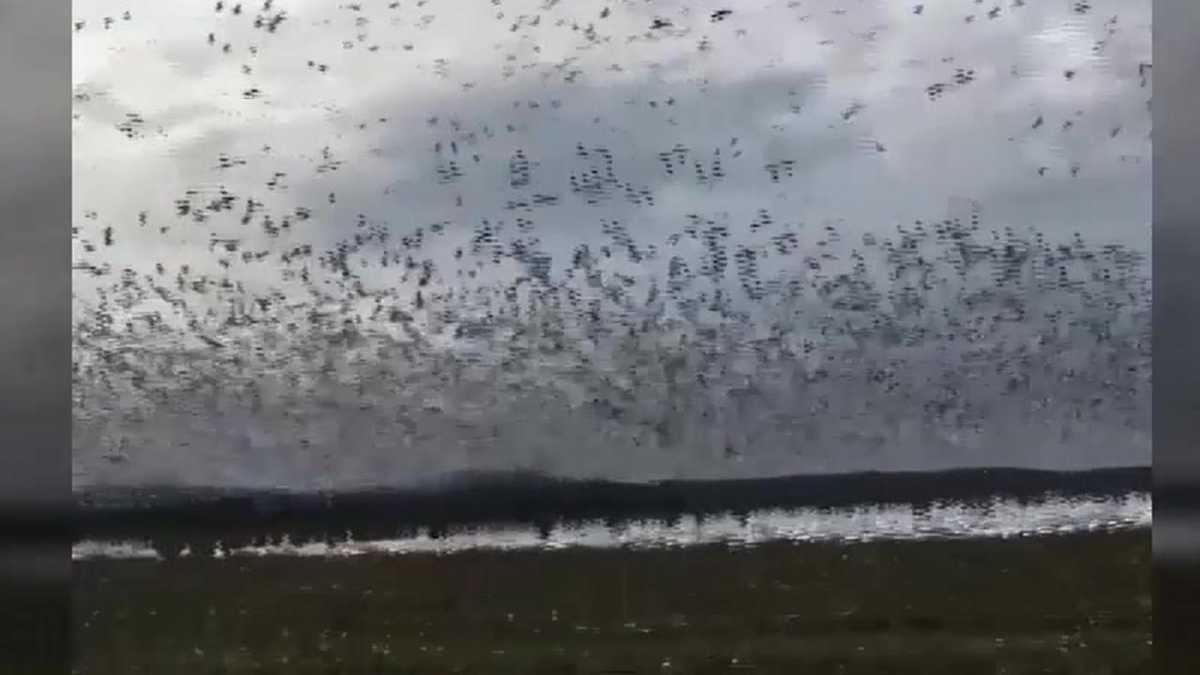 Thousands of geese poop along Delaware shore