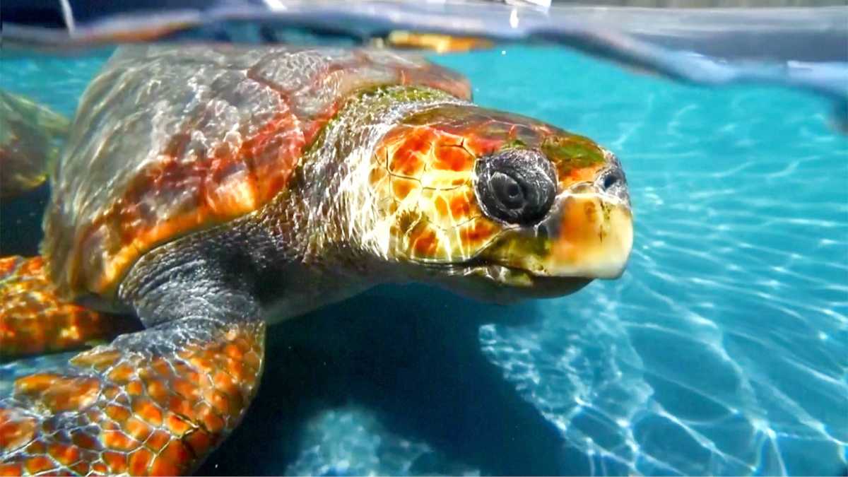 Georgia DNR confirms first nest of loggerhead nesting season