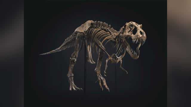 T. rex skeleton, the world's most expensive fossil, gets a new home