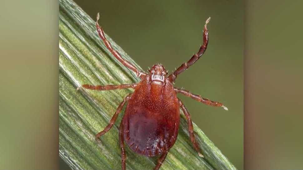 Asian longhorned tick found in Massachusetts, Rhode Island