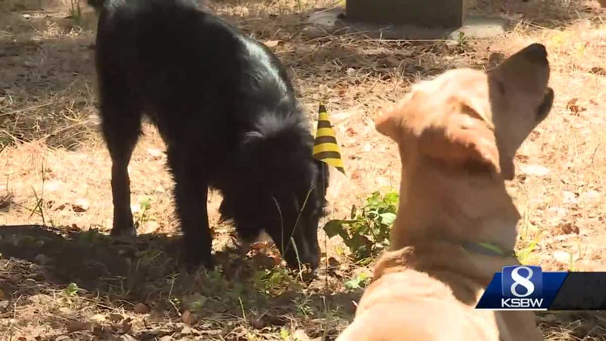 Canine forensics team aids in Soquel Cemetery restoration