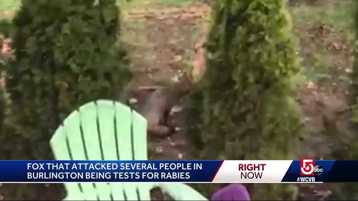 Woman describes being attacked by fox that terrorized neighborhood