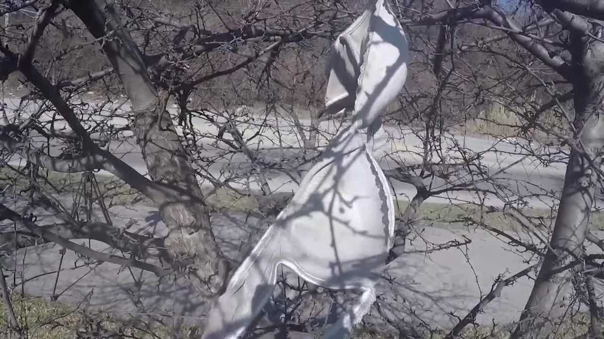 BRAS IN TREE: Cleanup group removes bras stuck in tree