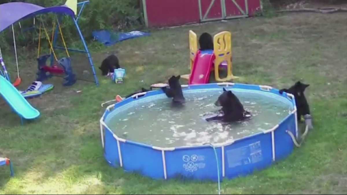 Everyone in the pool! Bear family cools off in backyard pool