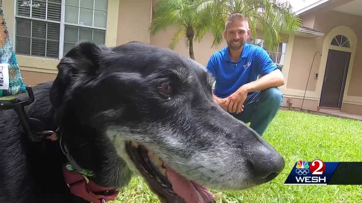 Brevard dog has adventurous day before reuniting with owner