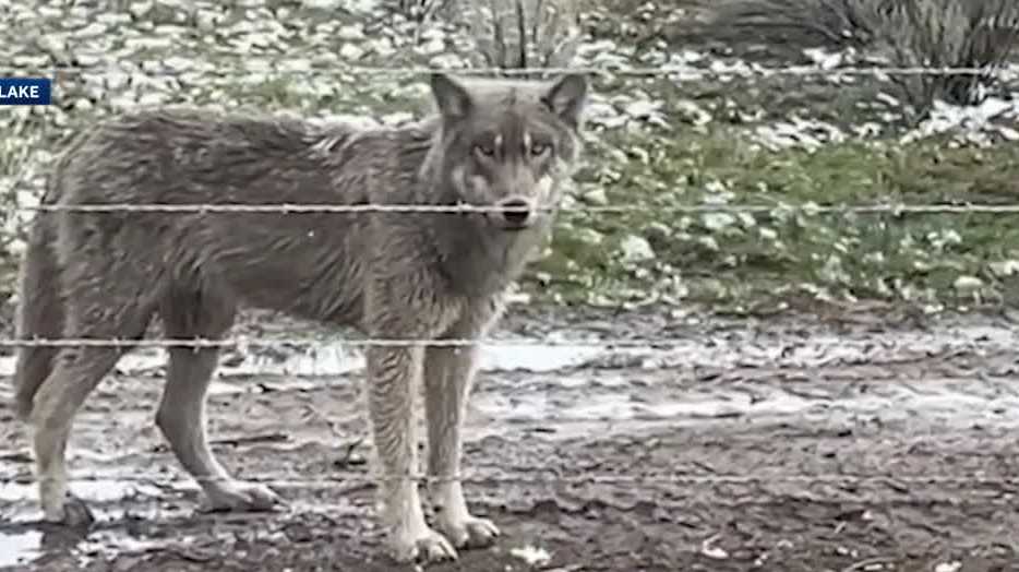Sierra Valley ranchers face growing threat from gray wolves