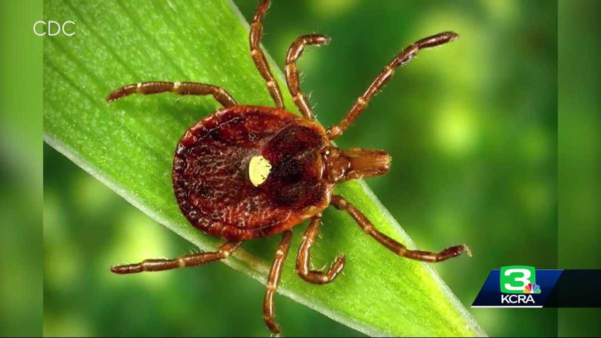 Consumer Reports: Protect yourself against ticks