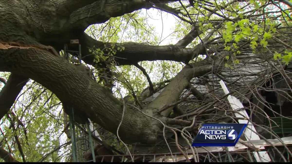 Large oak tree falls in North Huntingdon following storms