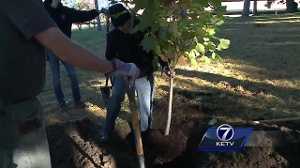 Community works to undo damage of tree-killing pest - KETV