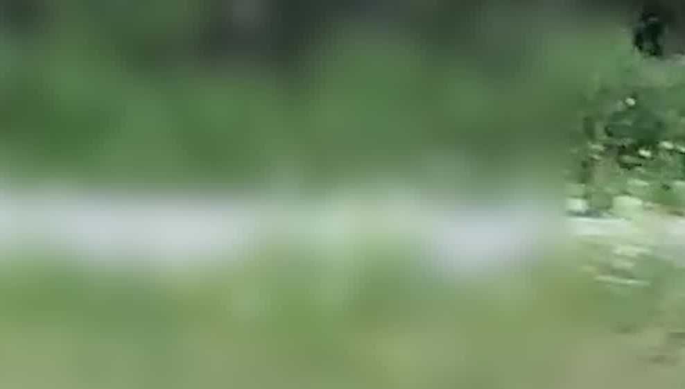 VIDEO: Bear spotted running across highway in Wisconsin