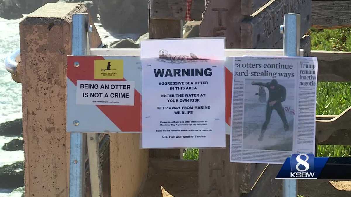 Surfboard pirating sea otter prompts 'aggressive sea otter' signs