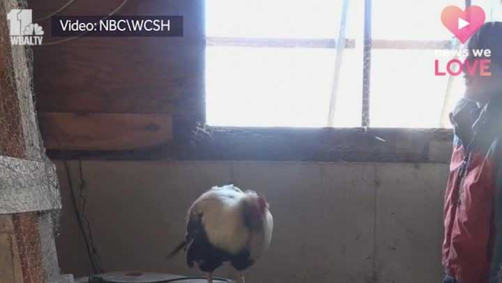 Missing rooster returns after being missing for 10 months