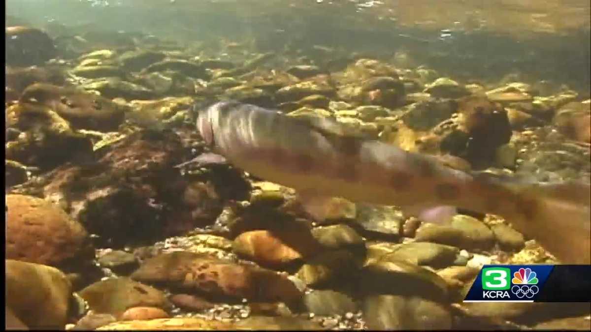 Rare California fish makes remarkable comeback from edge of extinction