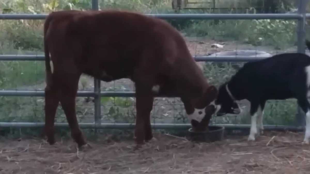 The odd couple: Blind cow, pet goat share unbreakable bond