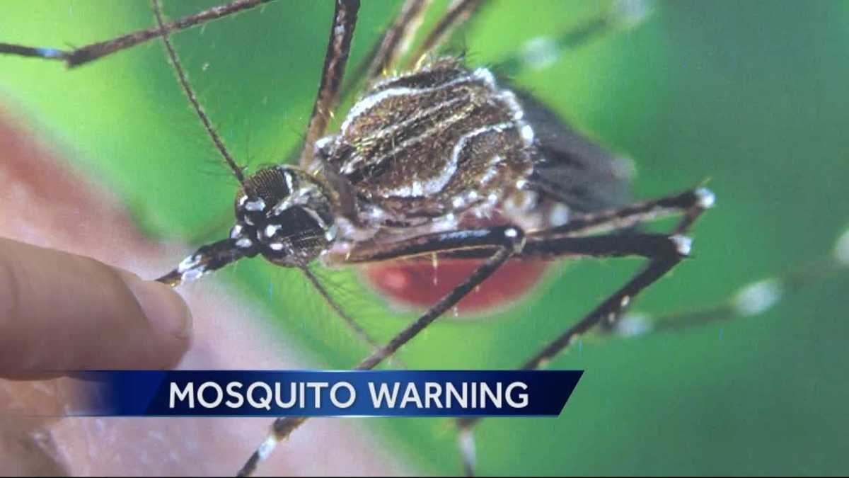 San Joaquin officials worried about 2 new invasive mosquito species