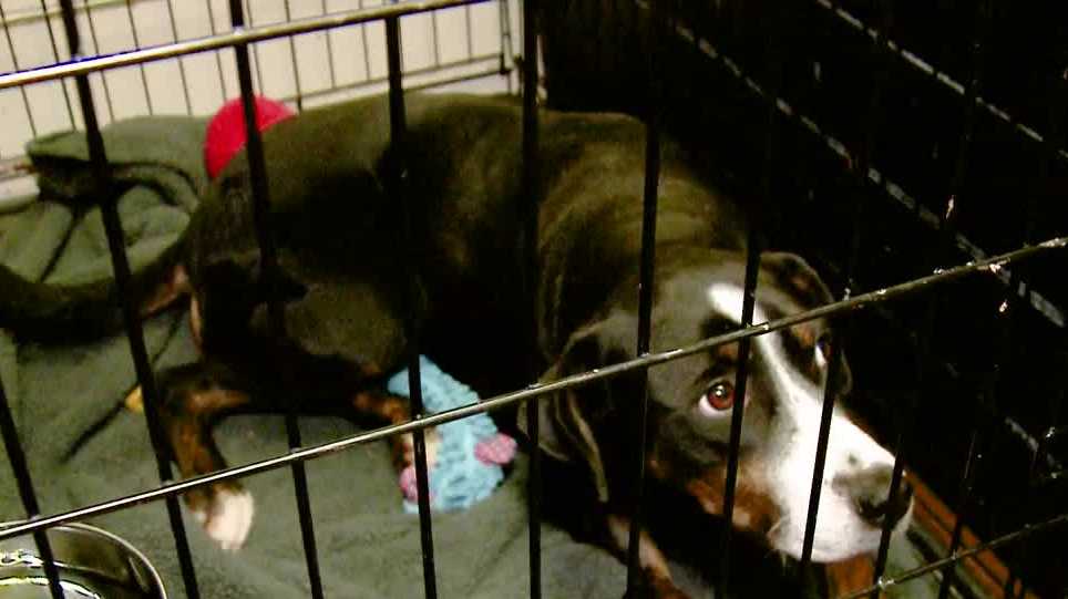 LMAS issues 'Code Red' at shelter after taking in 57 dogs