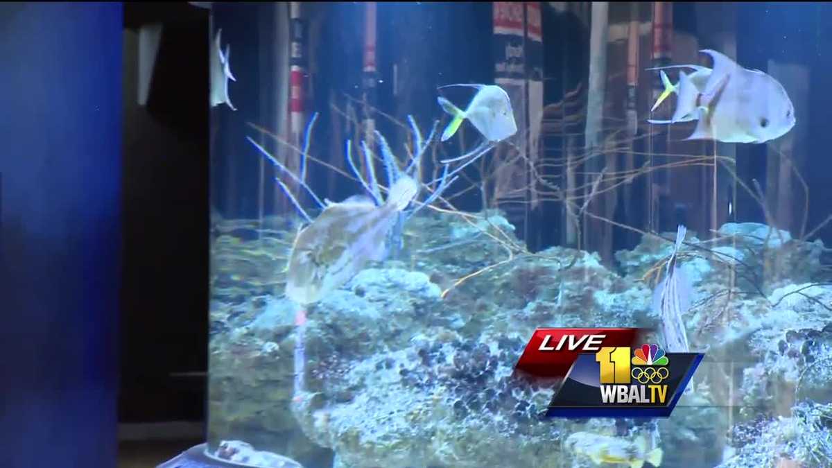 Video: What's new at the National Aquarium