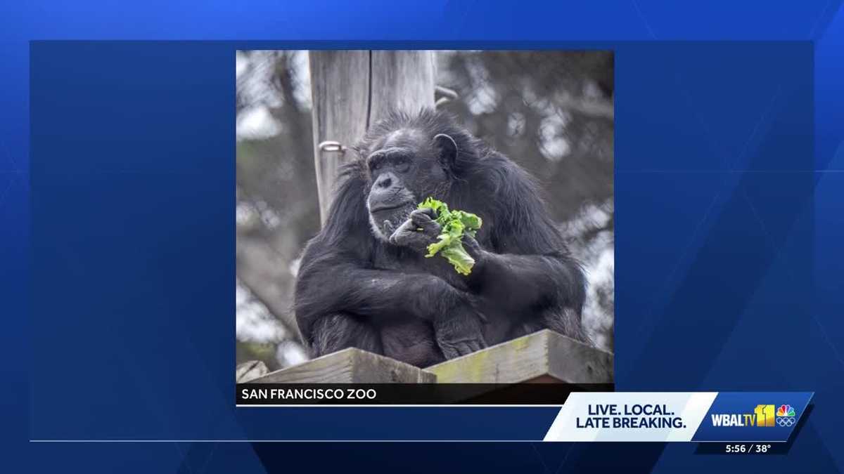 Maryland Zoo to welcome motherly chimp to 'Chimpanzee Forest'