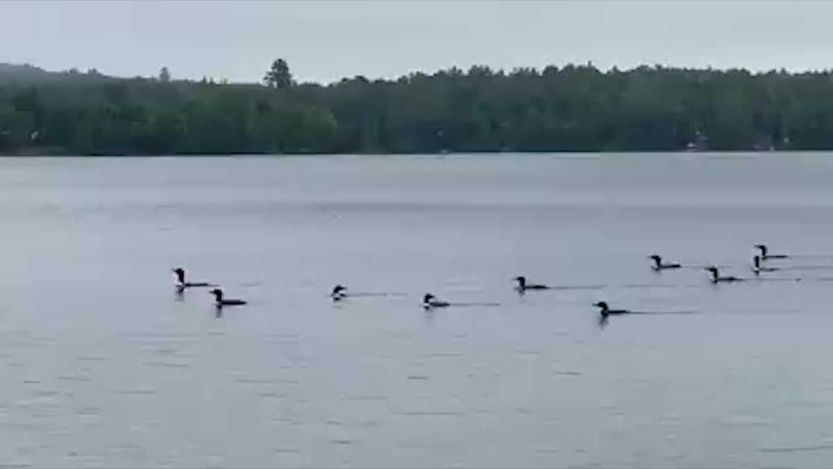 VIDEO: Parade of loons put on show on Maine lake
