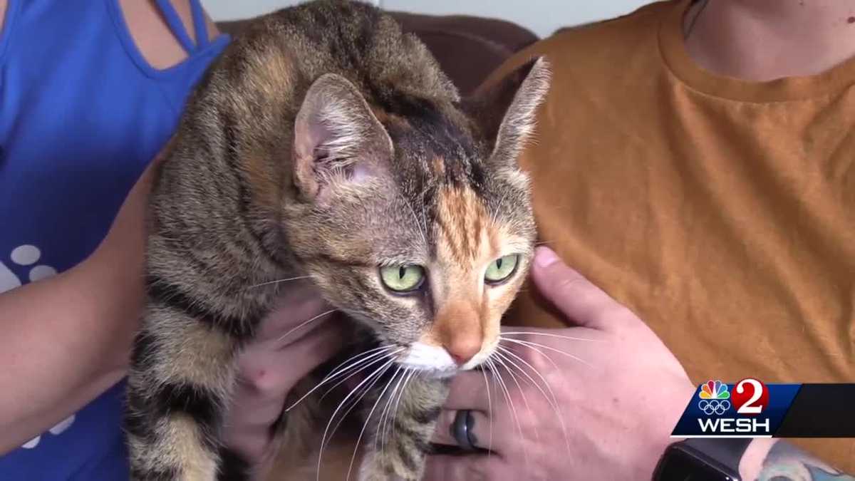 Community cat shot by man with BB gun in Kissimmee, officials say