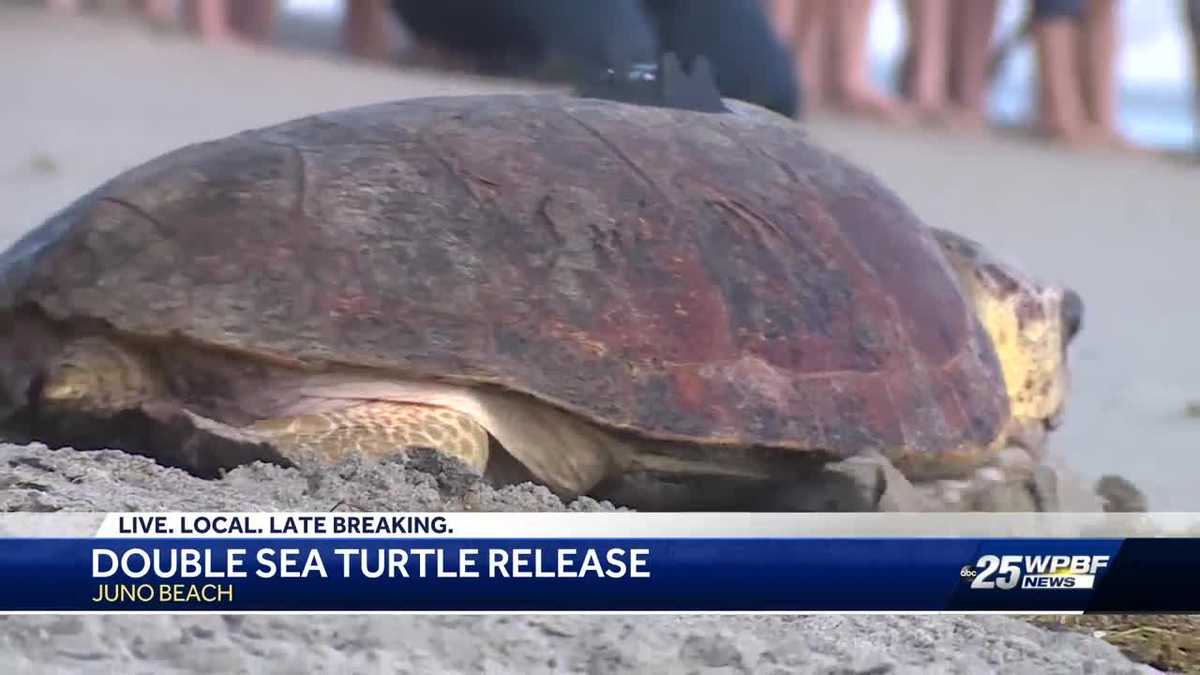 Turtles released back into ocean