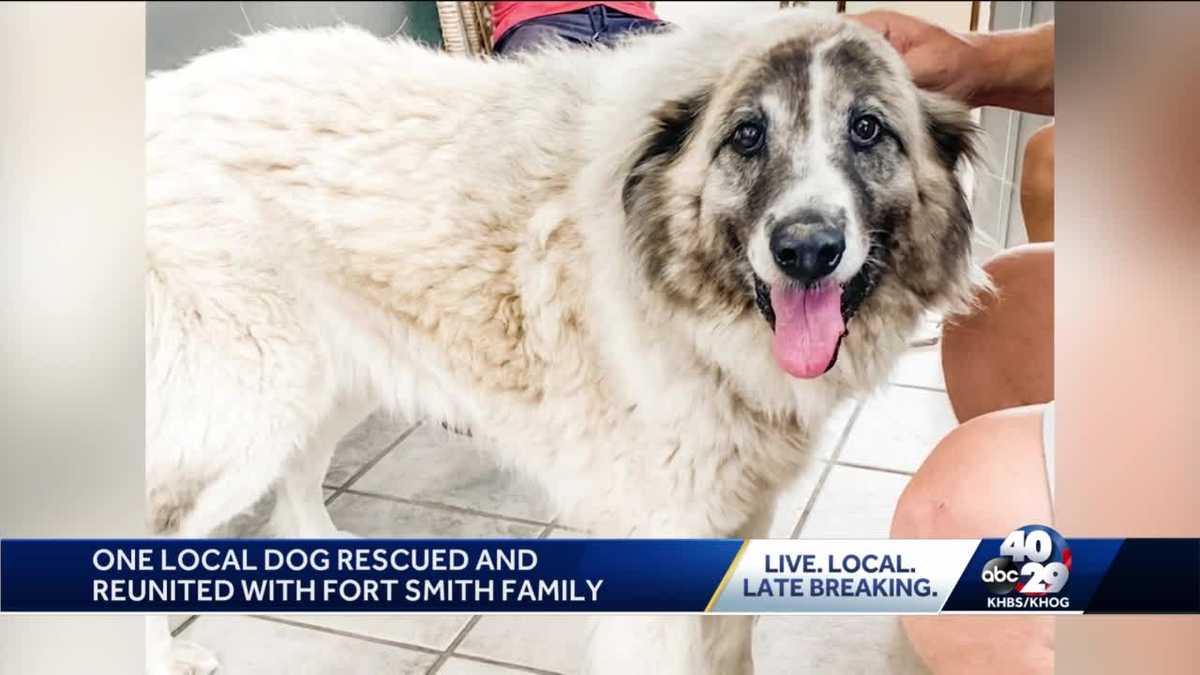 Fort Smith dog rescued from overheating