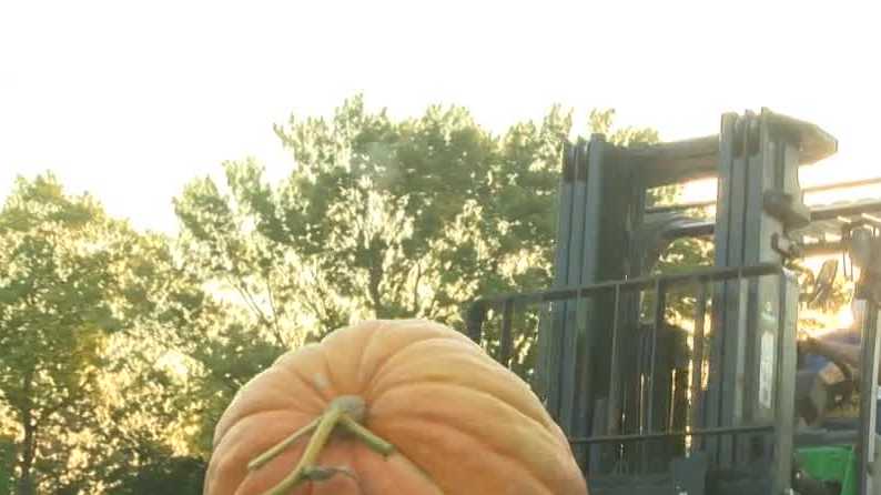 Giant Pumpkin Festival in Elk Grove back after a year on hiatus