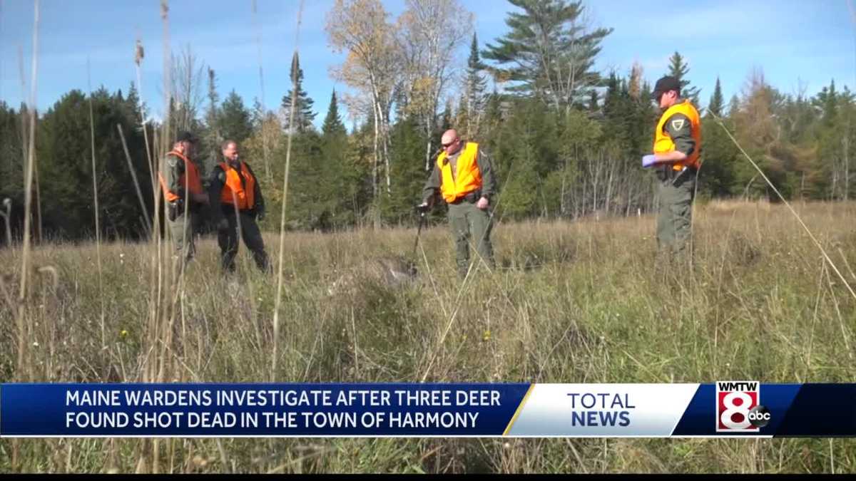 'A senseless killing': Reward offered after 3 deer found left to rot