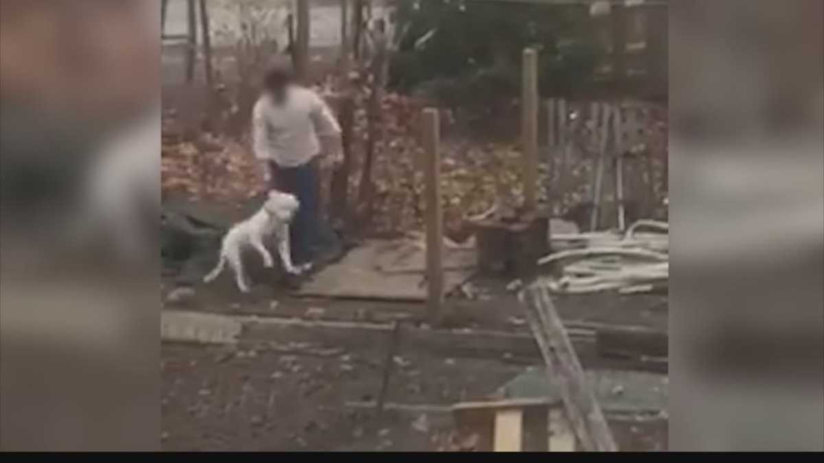 Disturbing video shows man striking dog