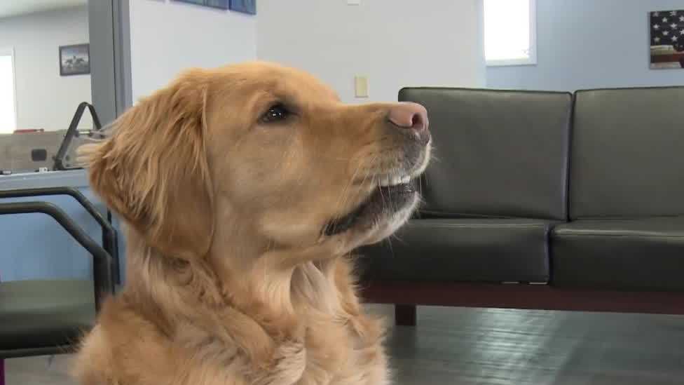 Liberty House in NH uses service dog to help veterans cope with mental ...