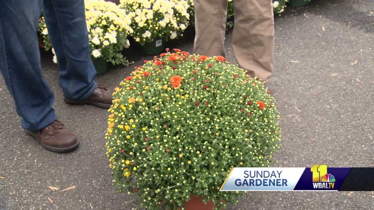 Sunday Gardener: Mums are the perfect Fall season flowers