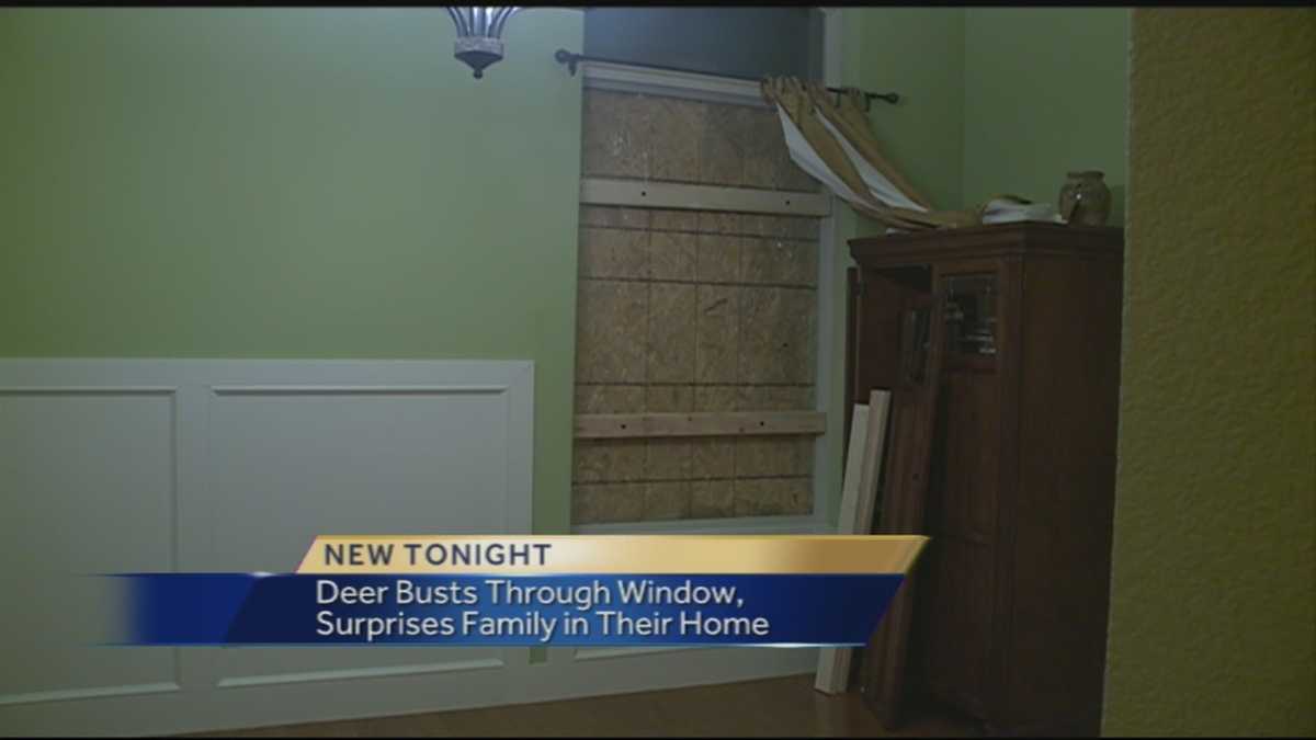 Deer breaks through window, surprises family in their home
