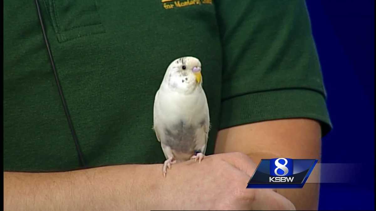 Pet of the Week: Abalone the Bird