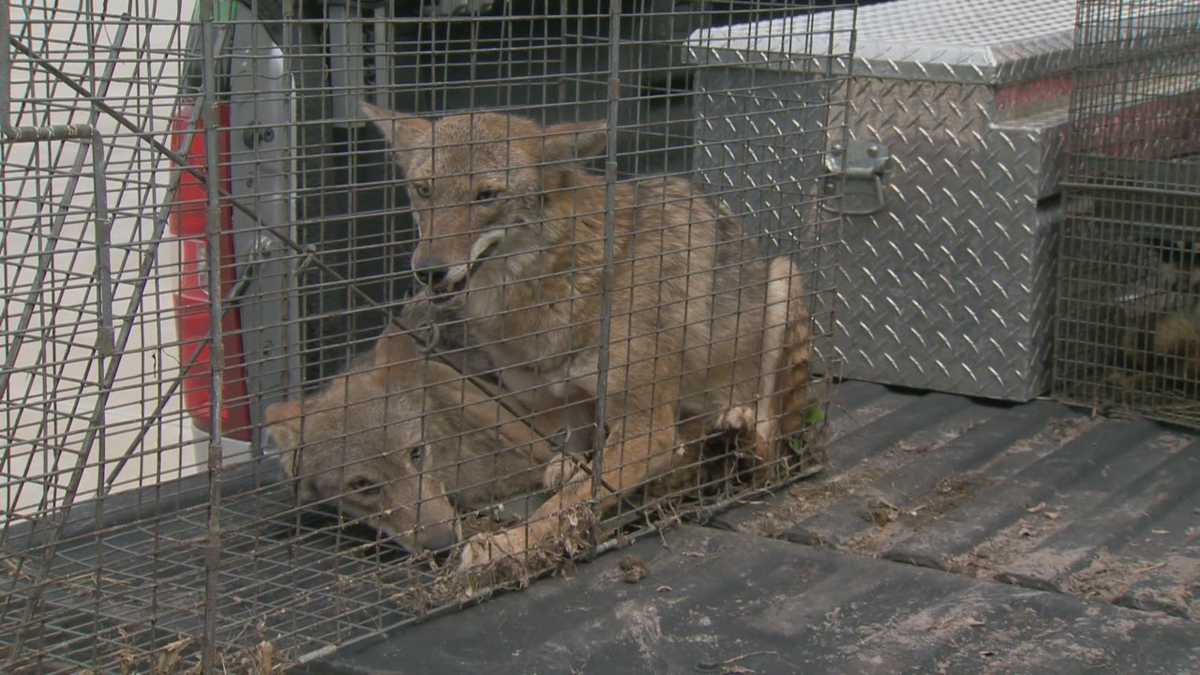 Two more coyotes caught in Orange County