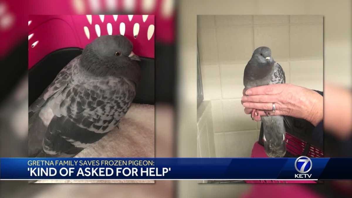Family rescues frozen pigeon, saves its life