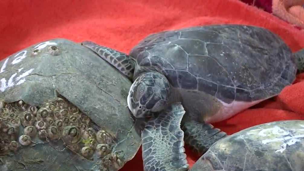 150+ sea turtles rescued from cold waters in Panama City