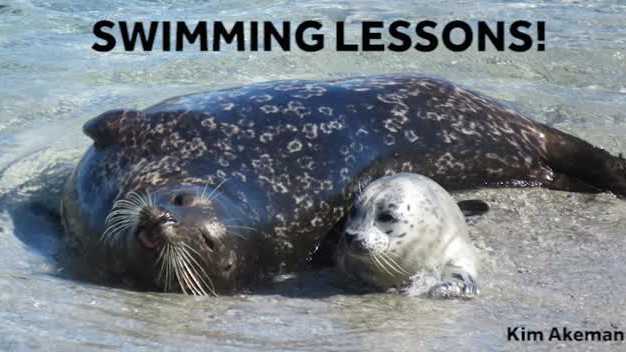 WATCH: Baby seal enjoys swimming lesson in Pacific Grove