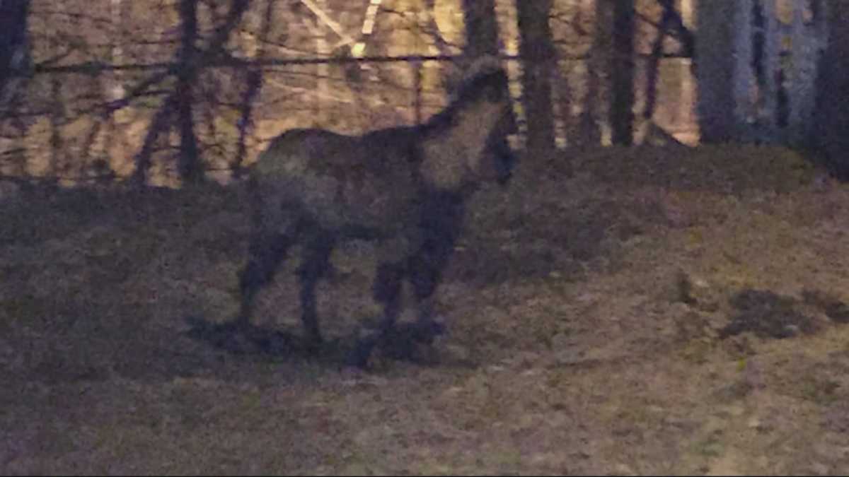 Massachusetts goat on lam after farm escape