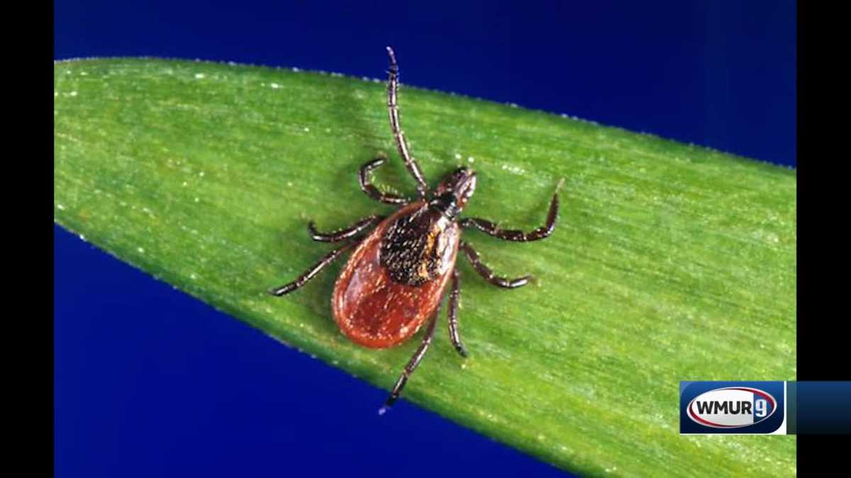 Grow It Green: Tick season