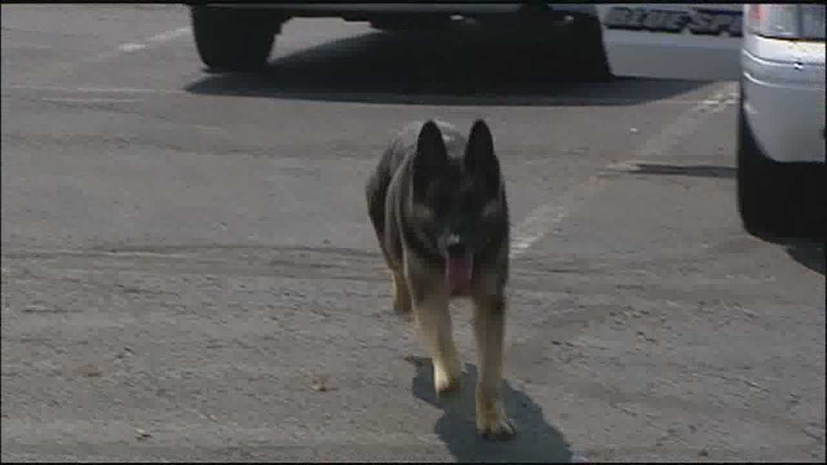 Blue Springs Police Department remembers K9