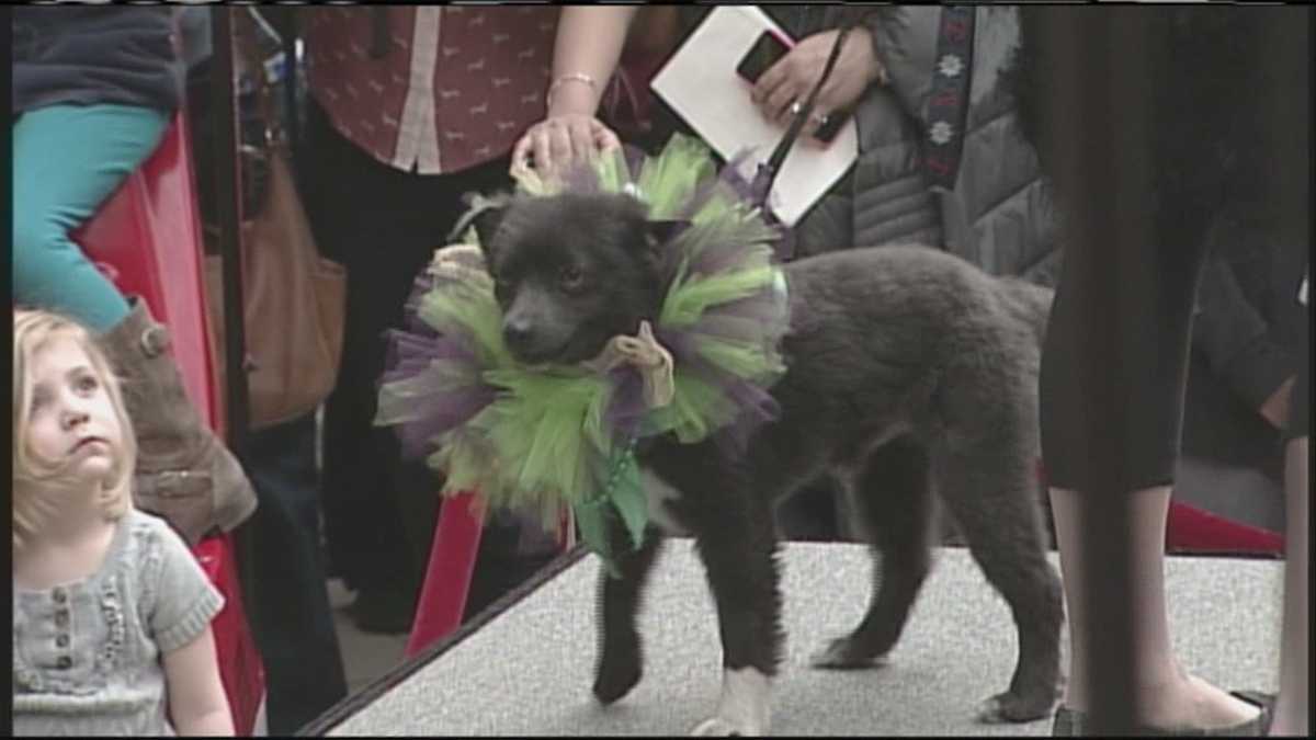 Dogs and cats strut their stuff for "Rescues on the Runway"