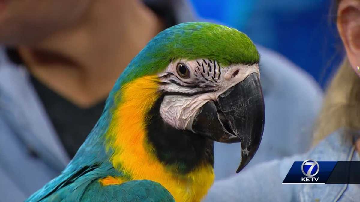 Bird fair to take flight this weekend in Council Bluffs