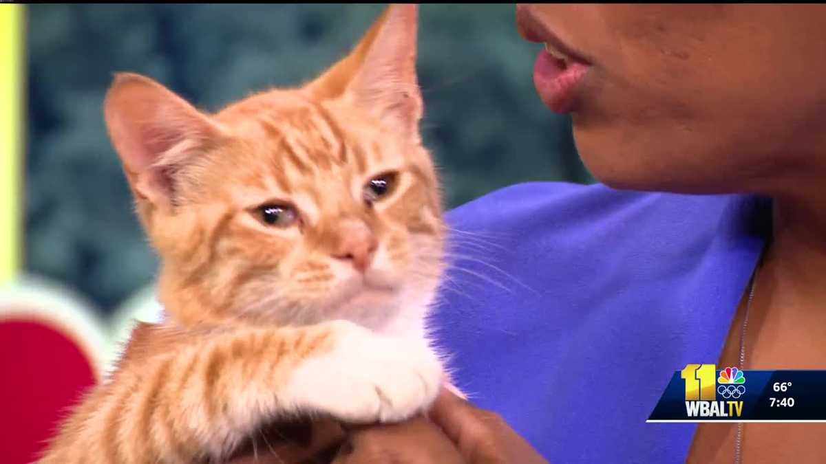 Meet Larry and Curly: Two kittens at the MDSPCA