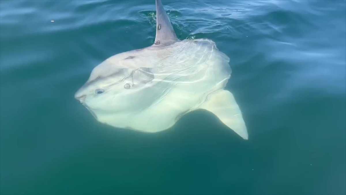 Ocean sunfish spotted swimming off New Hampshire Seacoast