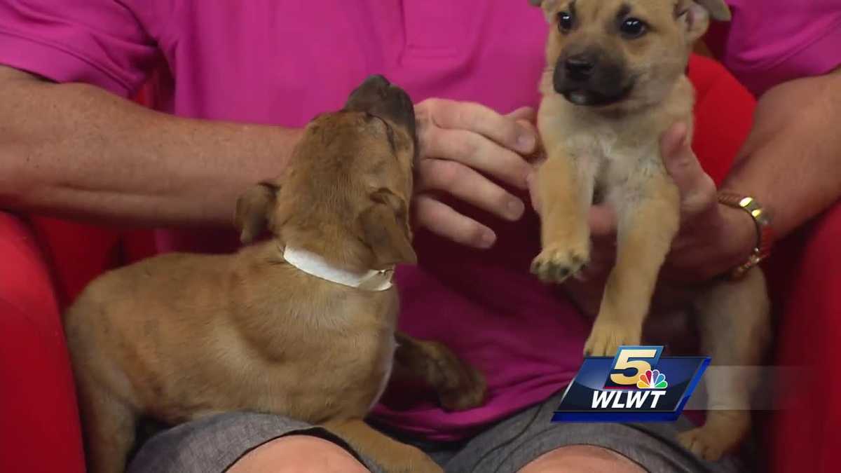 Stray Animal Adoption Program shows off adorable puppies